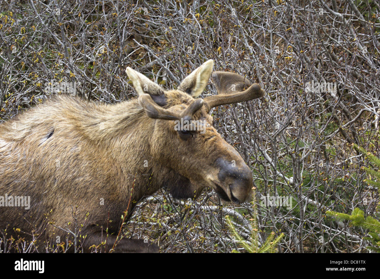 Male Moose, alces alces, Gros Morne National Park, UNESCO World ...