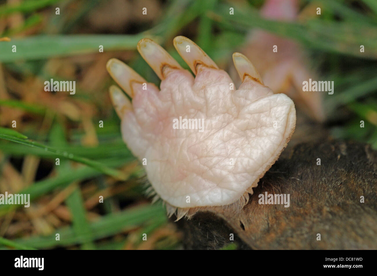Close up lawn moles feet hi-res stock photography and images - Alamy