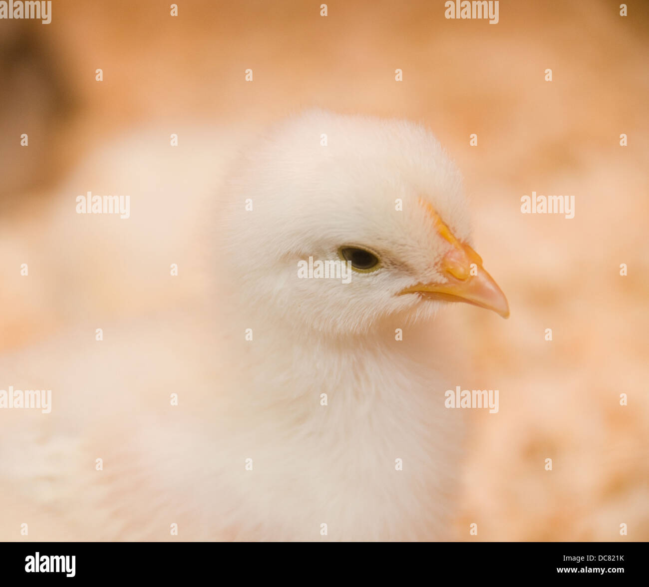Baby chicken hi-res stock photography and images - Alamy