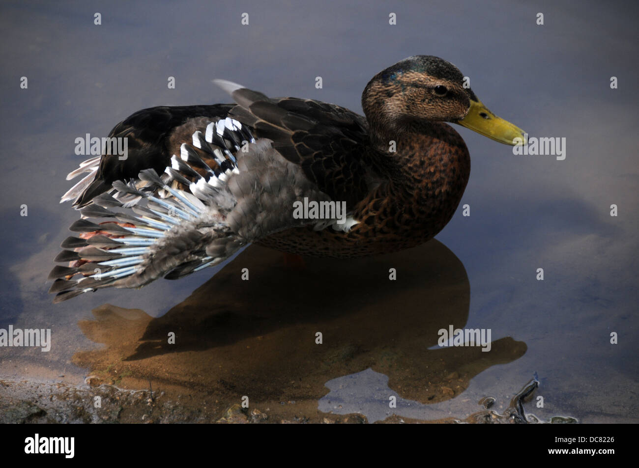 Duck restigng on one leg Stock Photo - Alamy