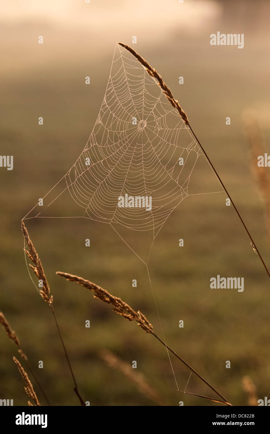 Spider webs in field on tall grass sunrise Stock Photo - Alamy