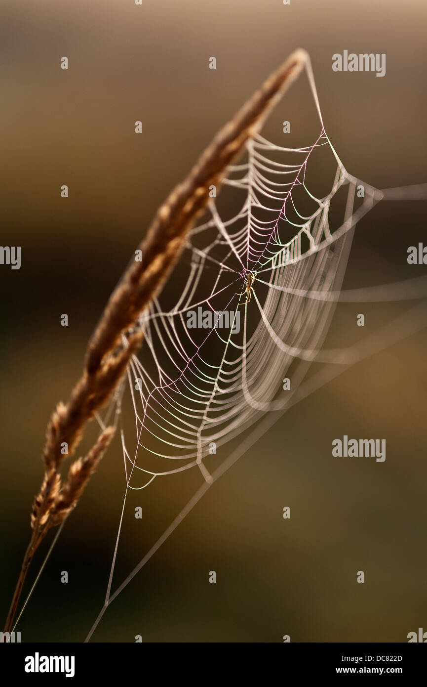 Spider webs in field on tall grass sunrise Stock Photo - Alamy