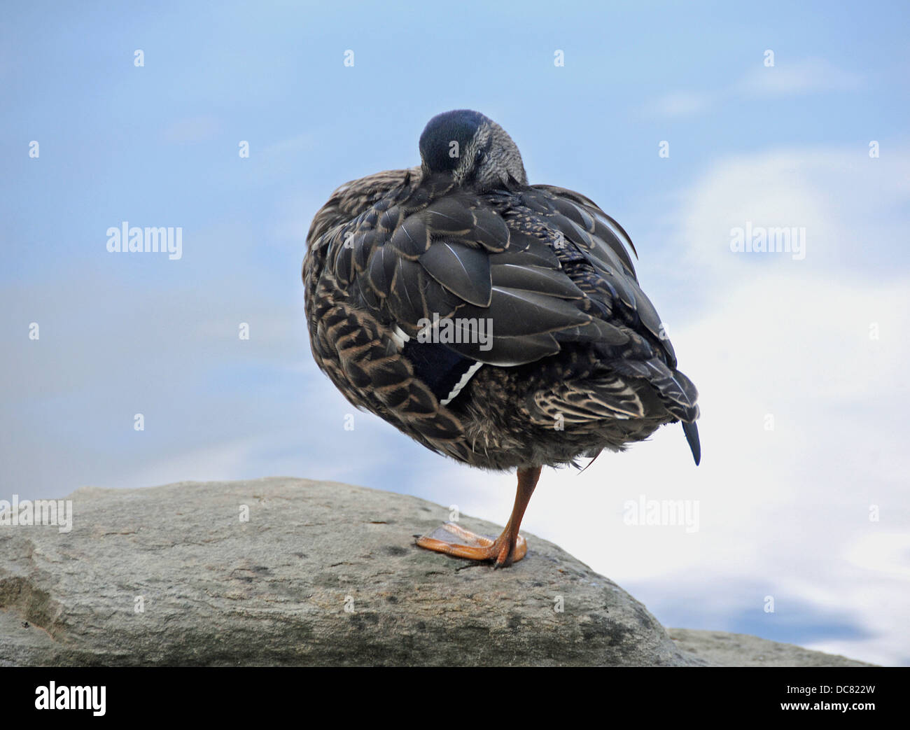 Duck restigng on one leg Stock Photo - Alamy