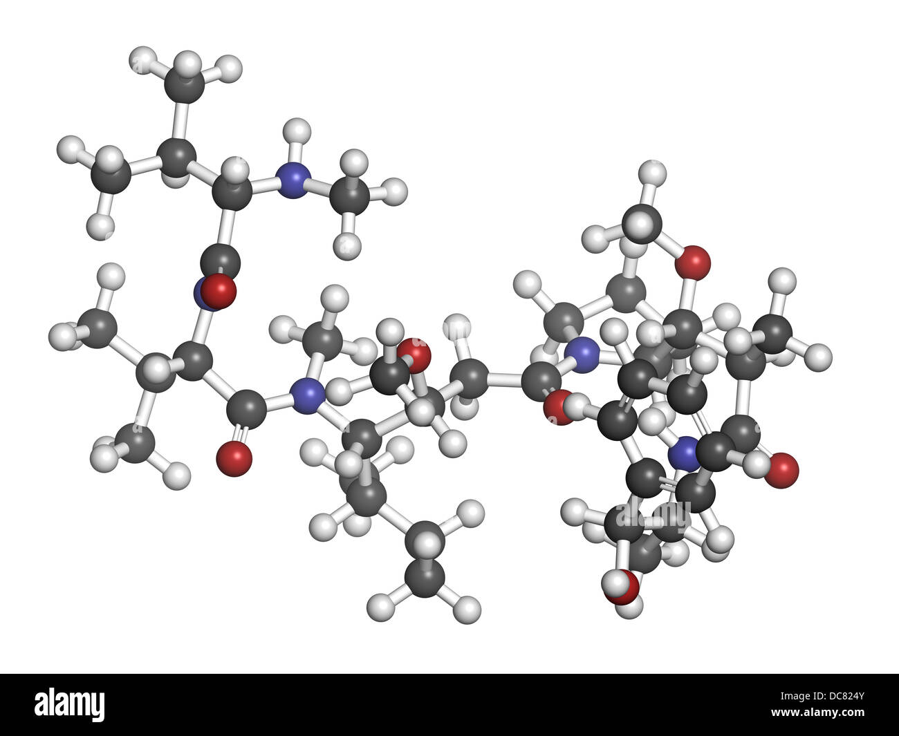 Monomethyl auristatin E (MMAE, vedotin), the cytotoxic payload of ...