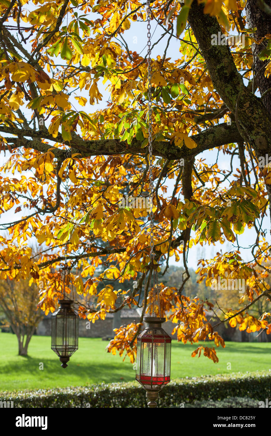 Autumnal Horse Chestnut (Aesculus hippocasteanum) hung with lanterns at ...