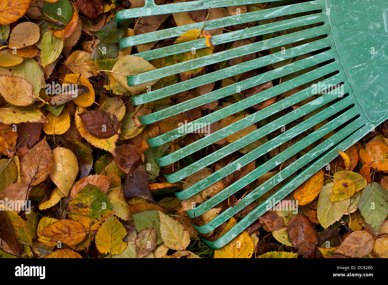 Green rake with Autumn leaves raking up yard close-up Stock Photo - Alamy