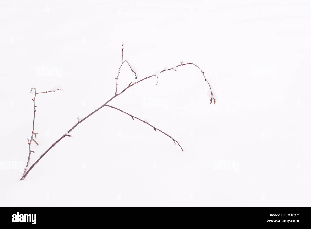 Broken tree limb in snow Stock Photo - Alamy