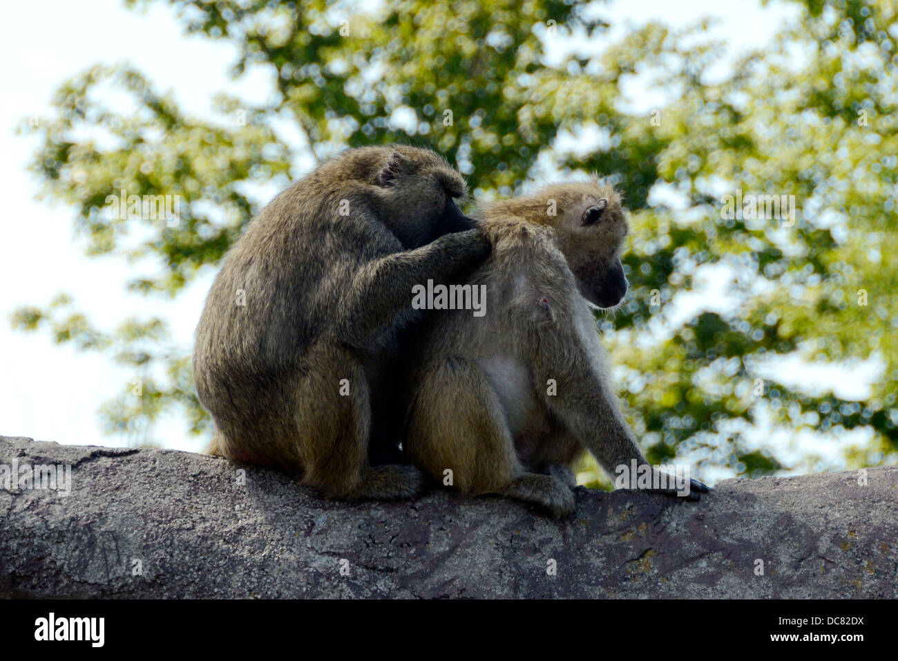 Two baboons resting on a branch Stock Photo - Alamy