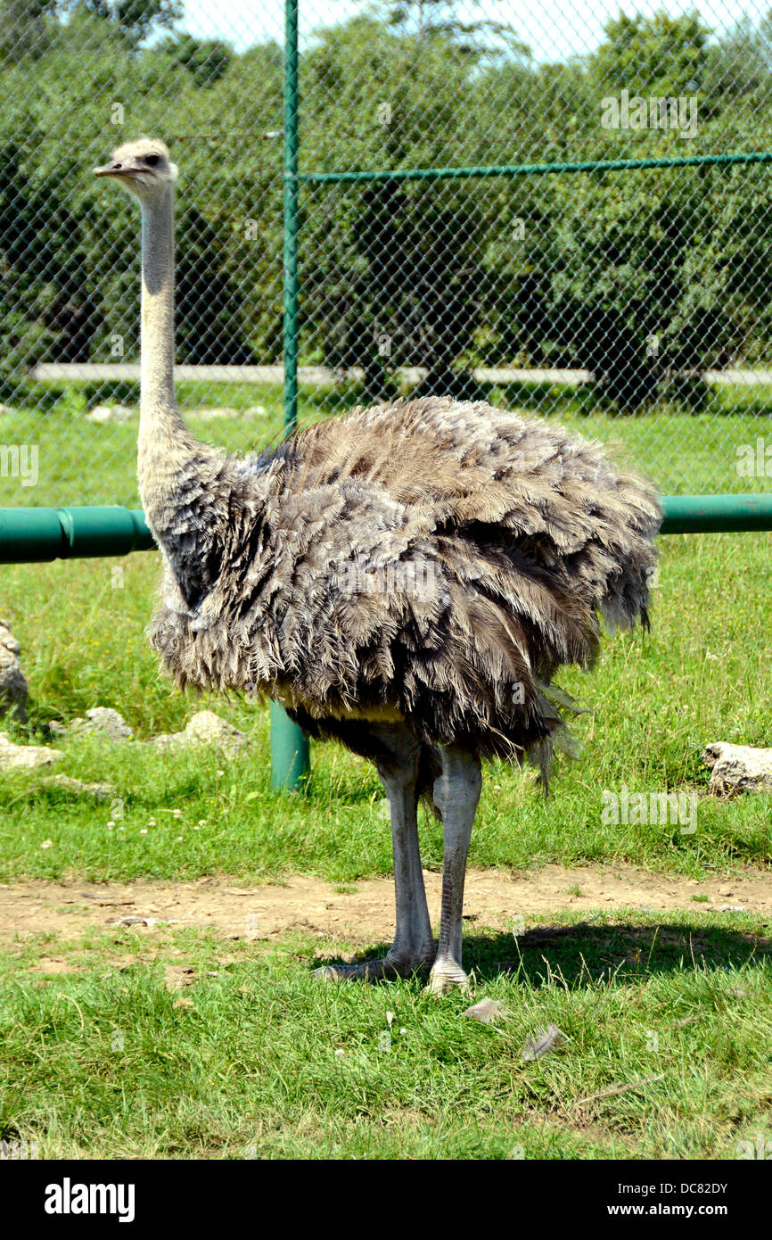 Ostridge hi-res stock photography and images - Alamy