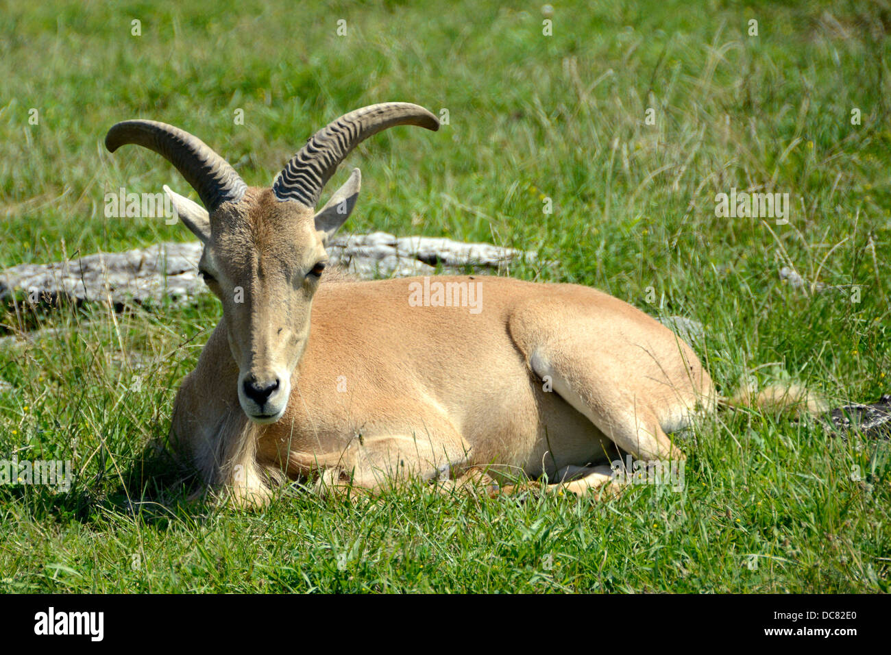 A single Barbary Sheep resting Stock Photo - Alamy
