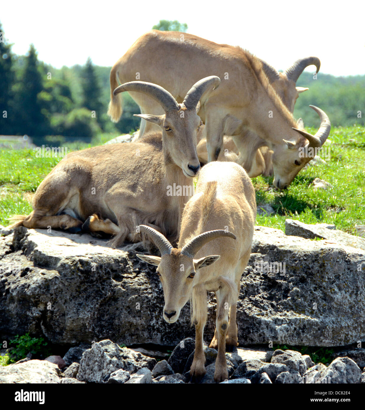 African barbary lion hi-res stock photography and images - Alamy
