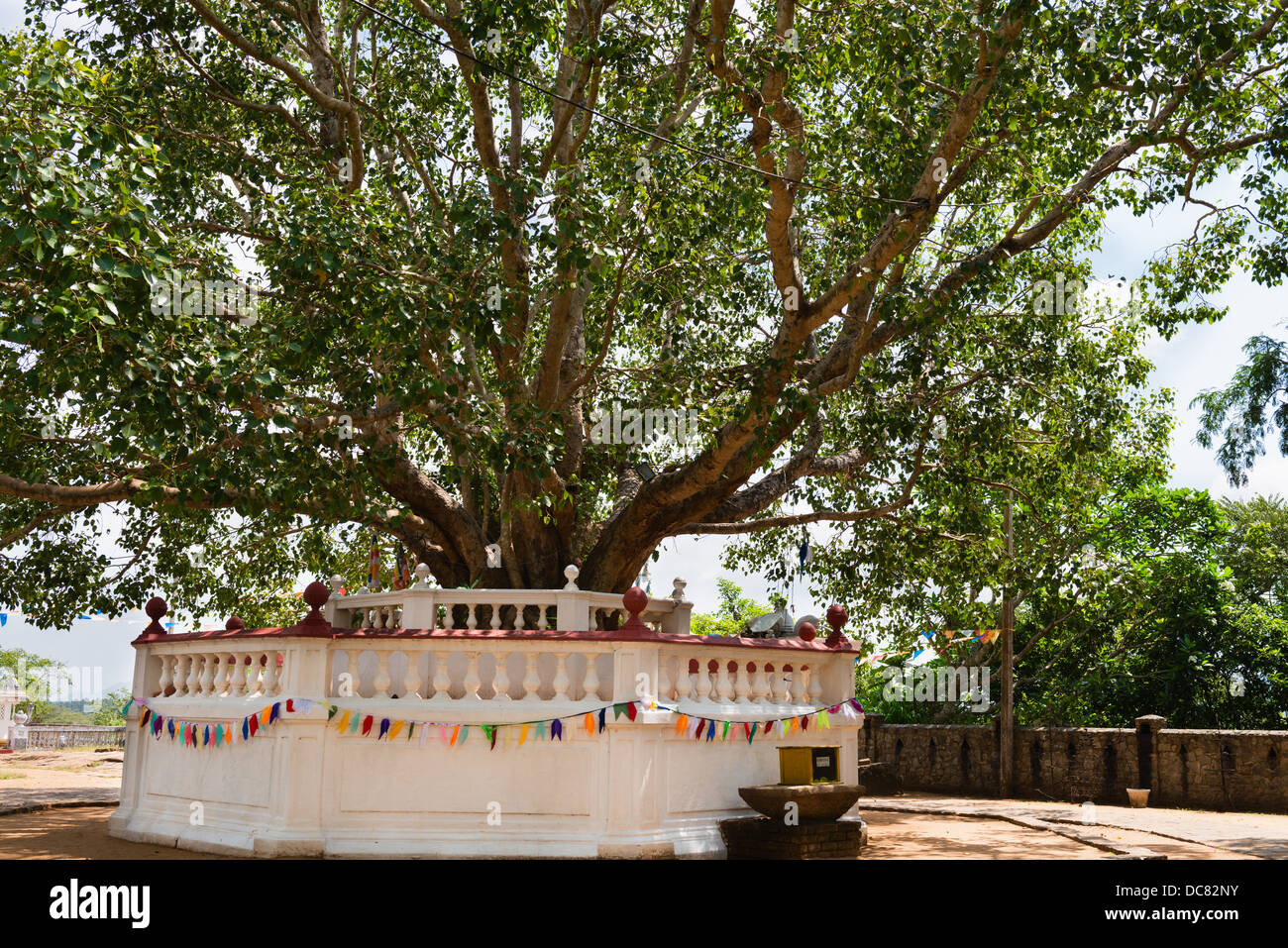 Sacred fig tree (Ficus religiosa) in Buddhist temple, Sri Lanka Stock ...