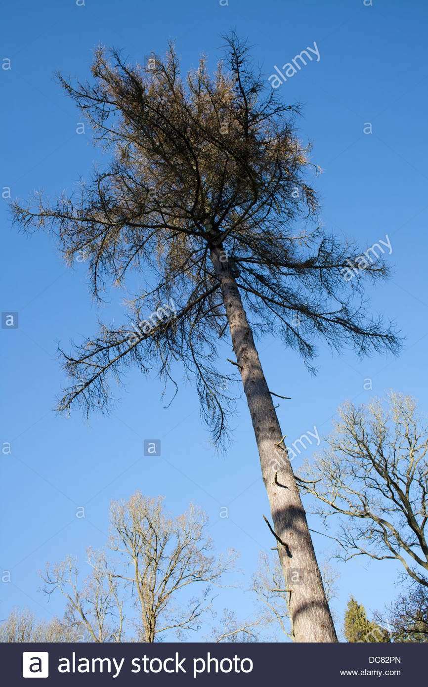 Larch Stock Photos & Larch Stock Images - Alamy