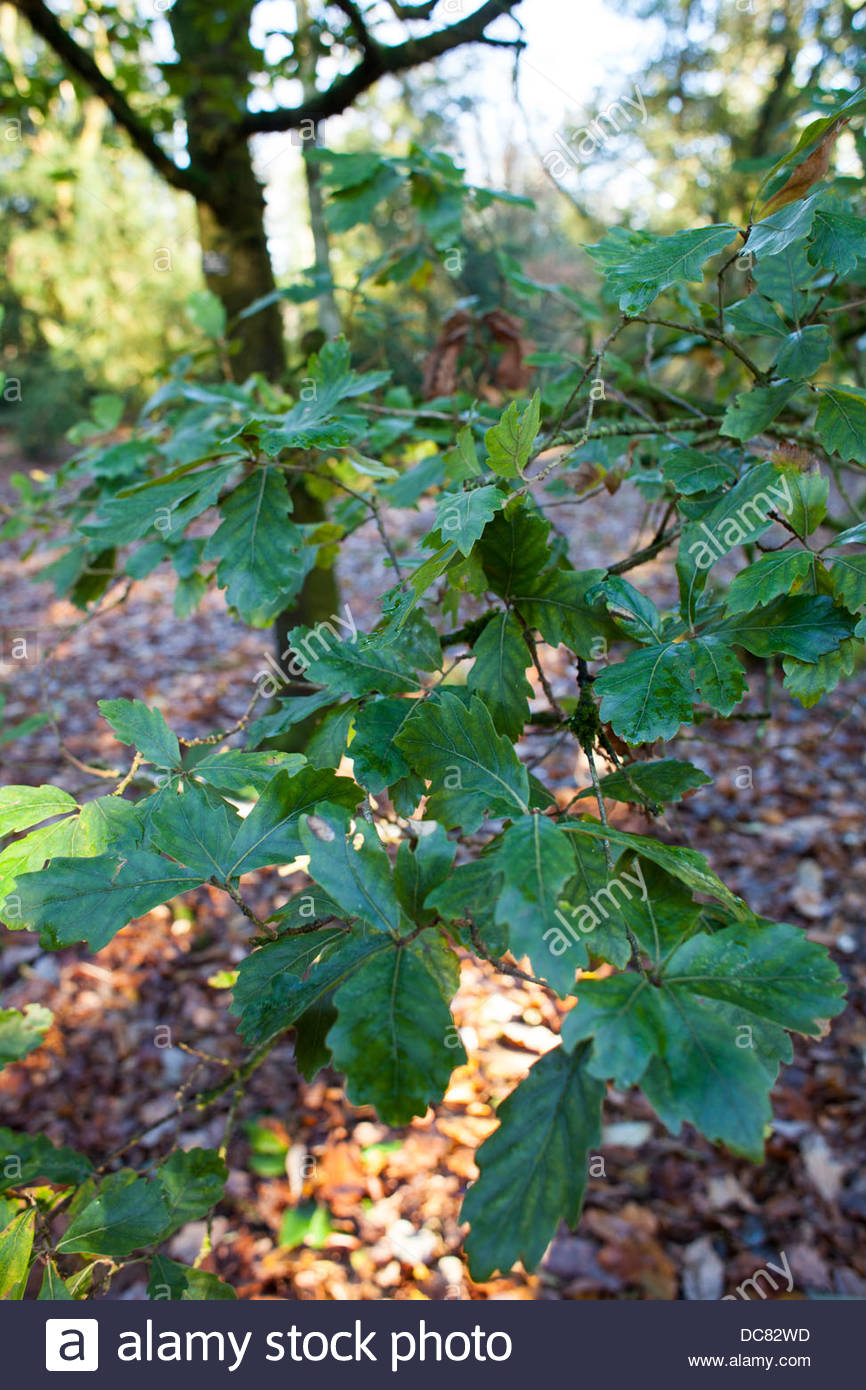 Quercus Pubescens Stock Photos & Quercus Pubescens Stock Images - Alamy