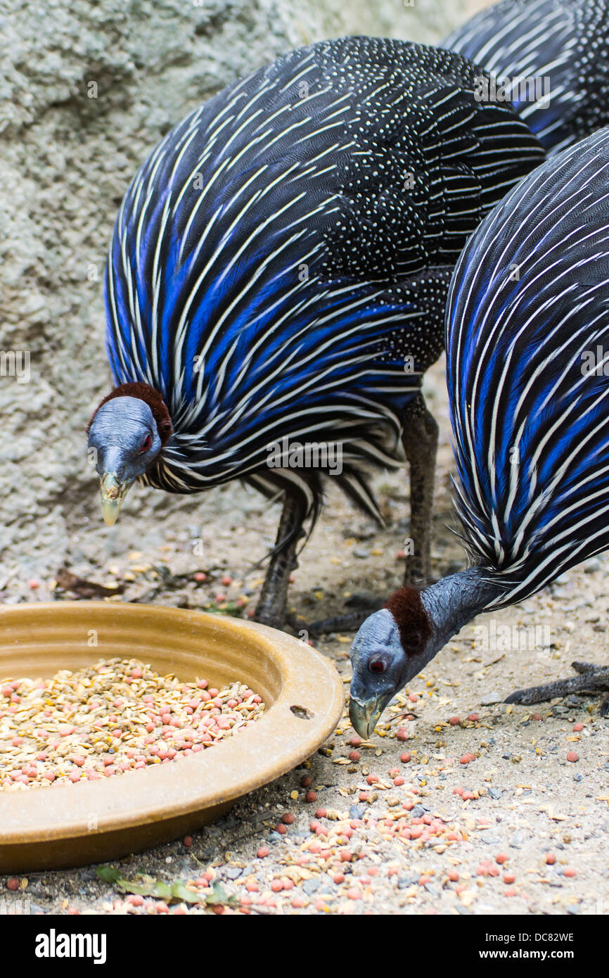 Blue eating hi-res stock photography and images - Alamy