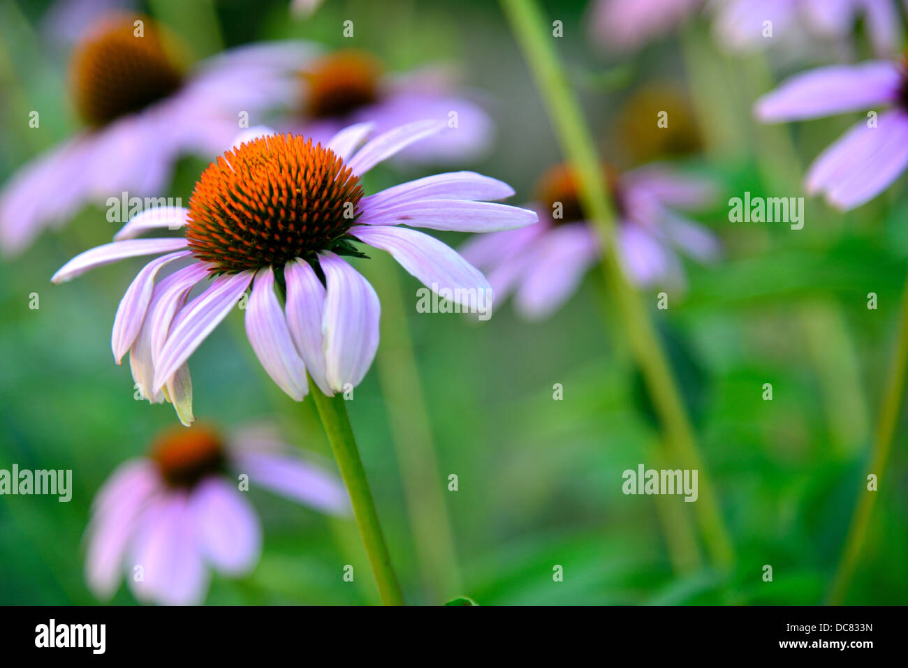 A cone flower stands out from the others Stock Photo - Alamy
