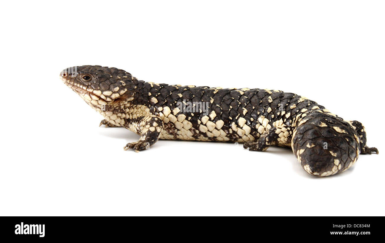Shingleback lizard photographed on a white background, digitally ...