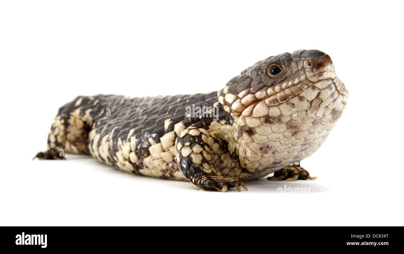 Bobtail lizard hi-res stock photography and images - Alamy