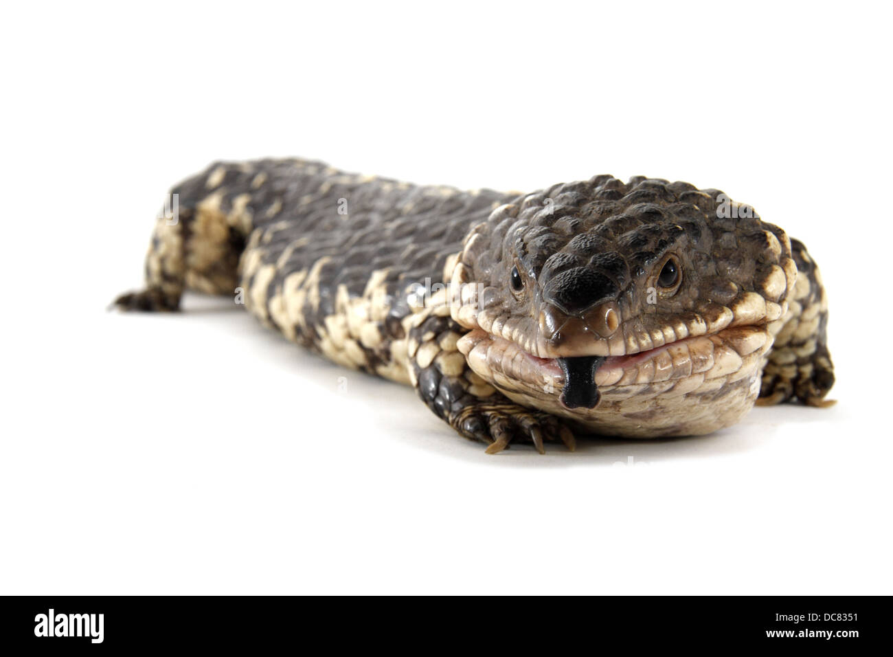 Shingleback lizard photographed on a white background, digitally ...