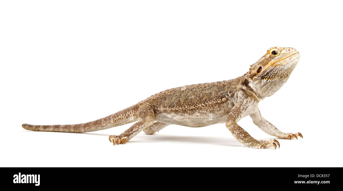 Dwarf bearded dragon, pogona minor, photographed on a white background ...