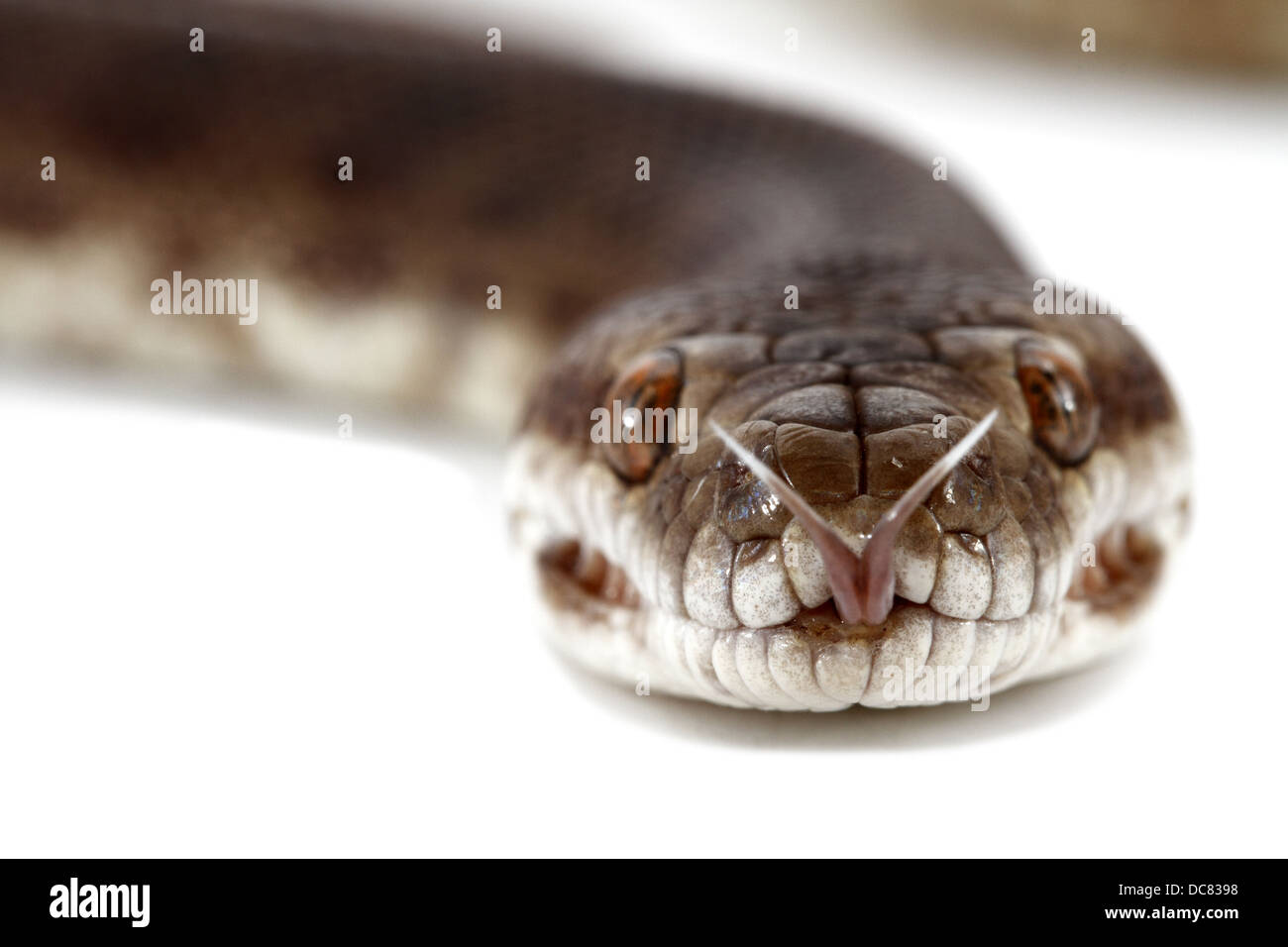 Children's python Antaresia childreni photographed on a white ...