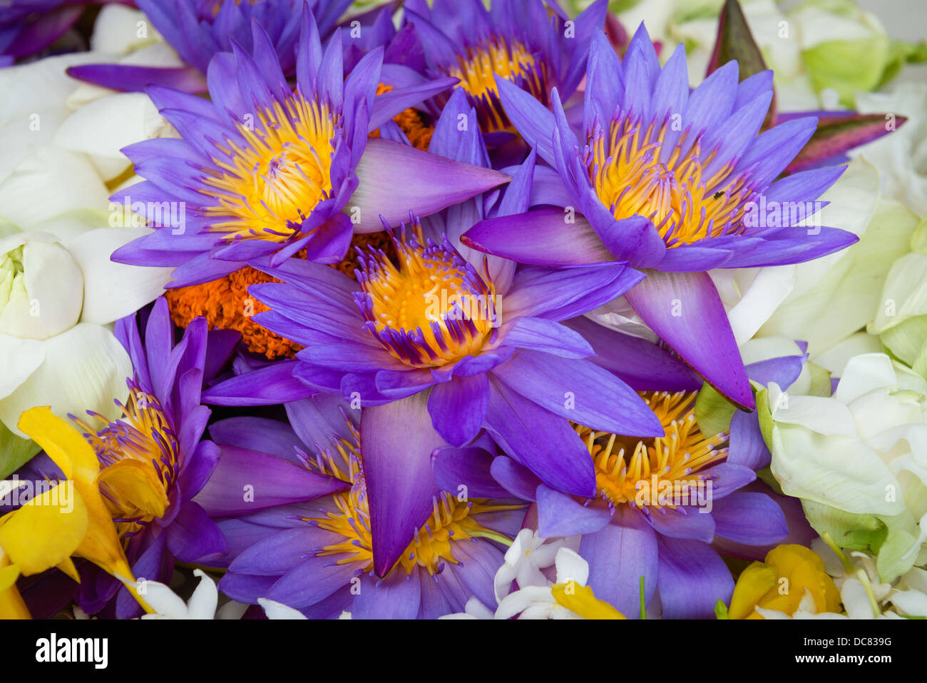 Fresh flue star water lily or star lotus flower Stock Photo - Alamy