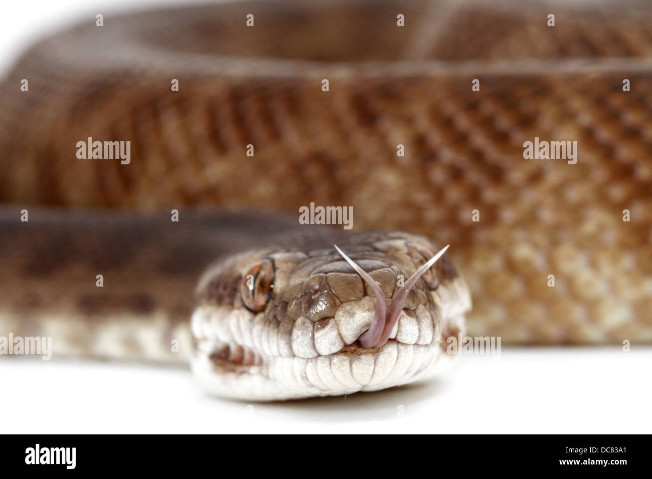 Children's python Antaresia childreni photographed on a white ...
