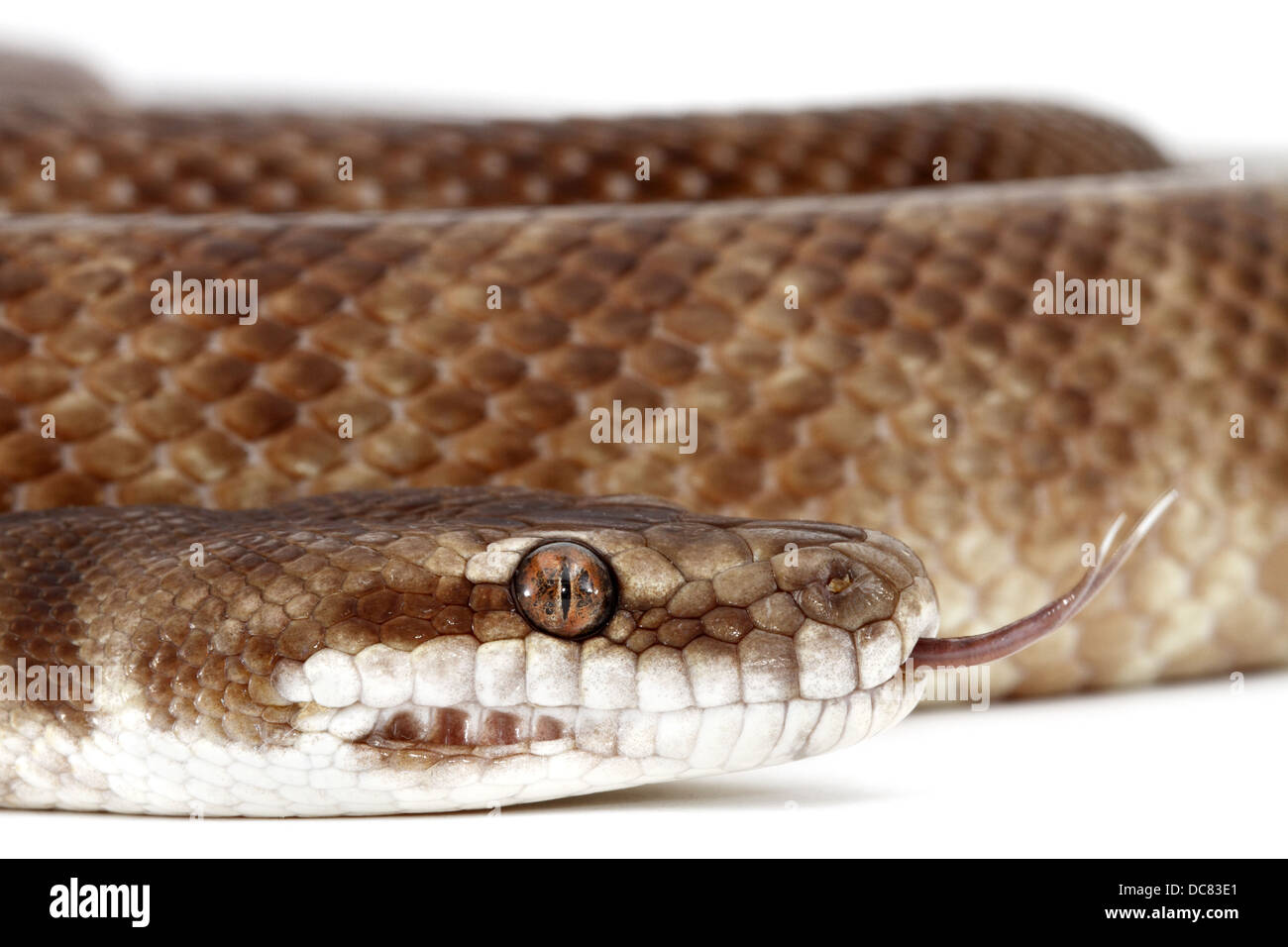 Children's python Antaresia childreni photographed on a white ...