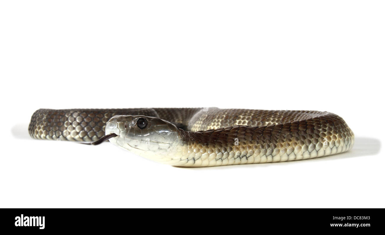 Tiger snake, notechis scutatus photographed on a white background ...
