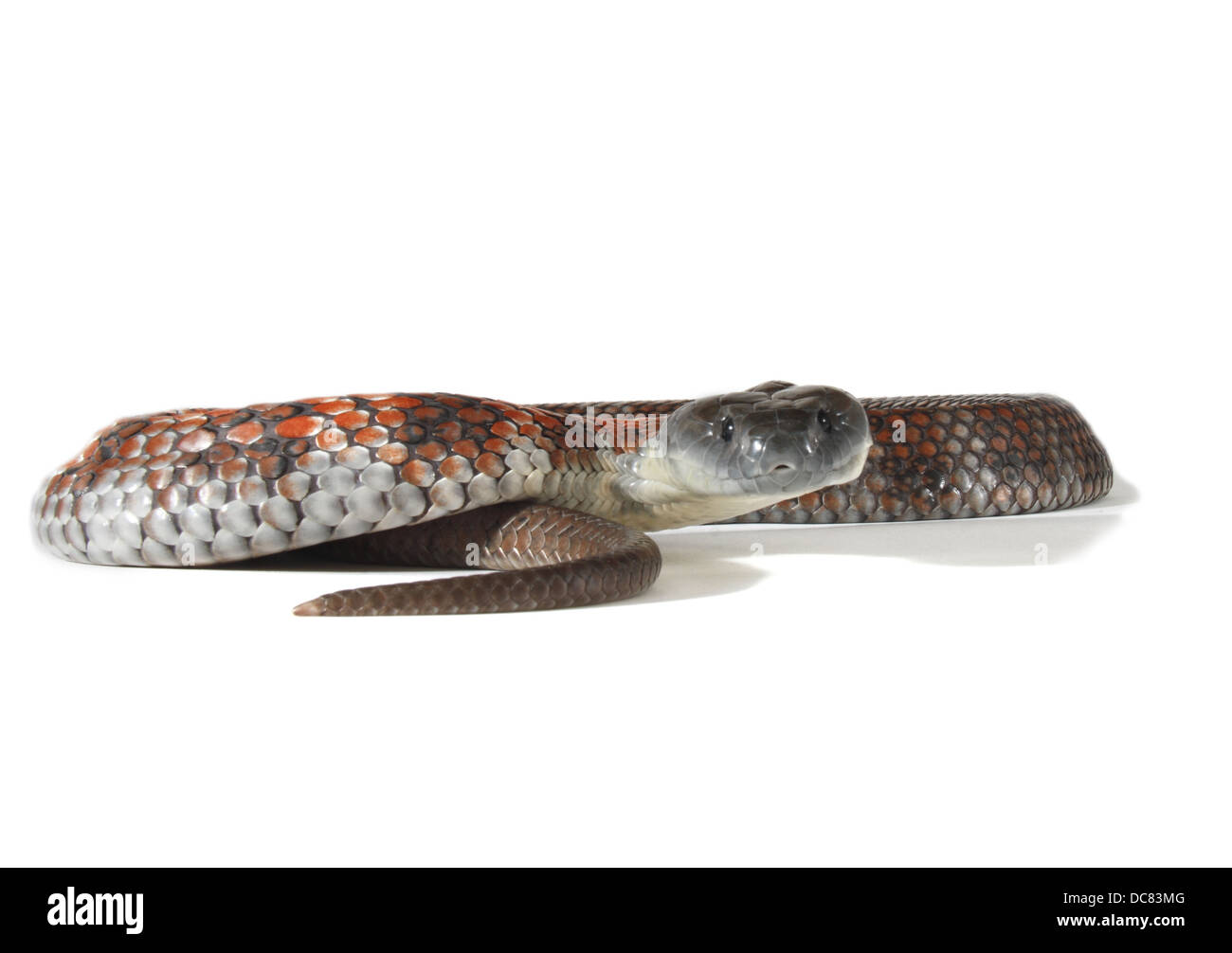 Tiger snake, notechis scutatus photographed on a white background ...