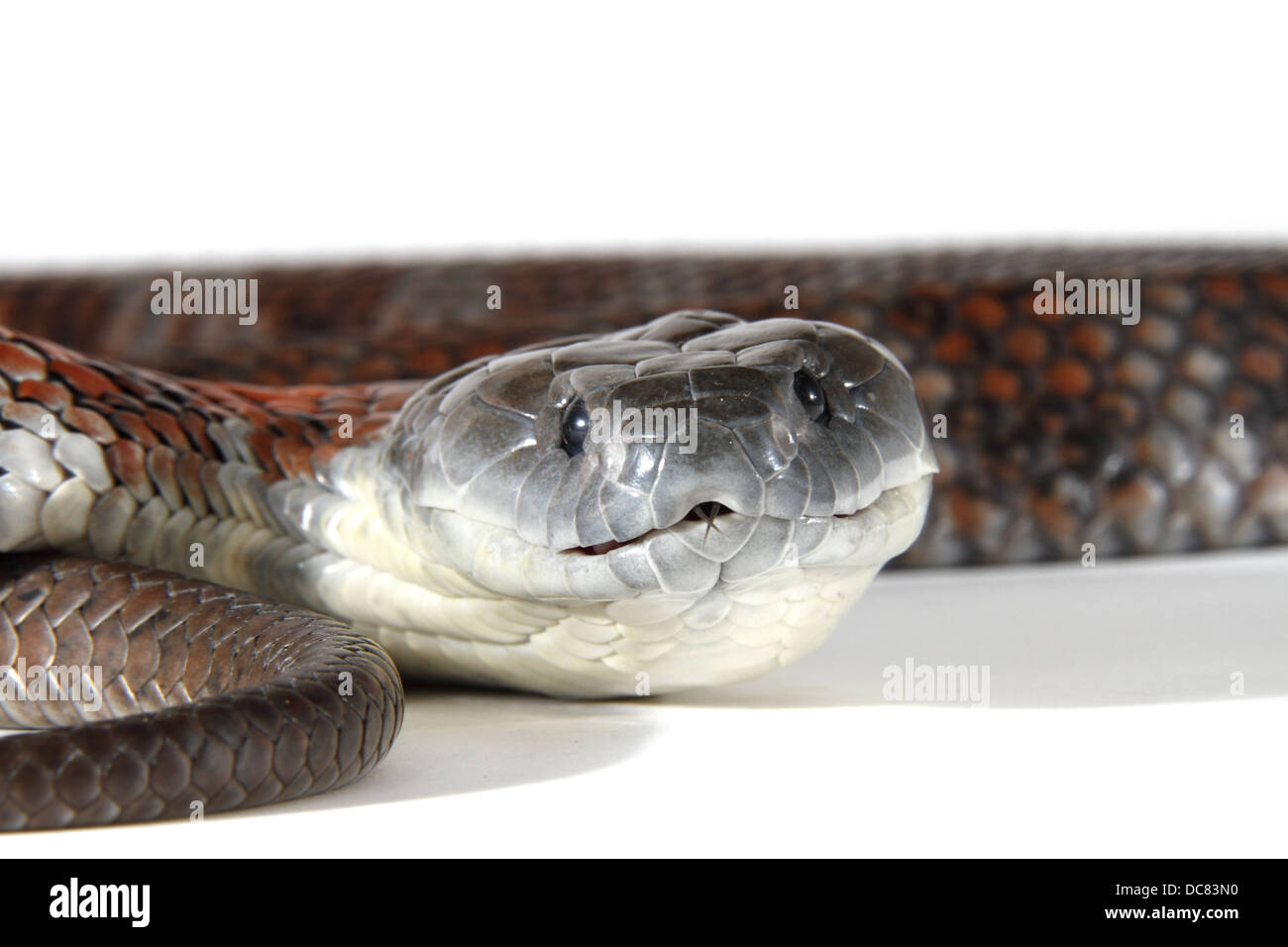 Tiger snake hi-res stock photography and images - Alamy