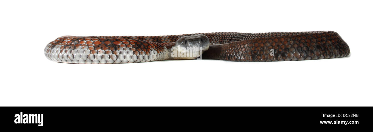 Tiger snake, notechis scutatus photographed on a white background ...