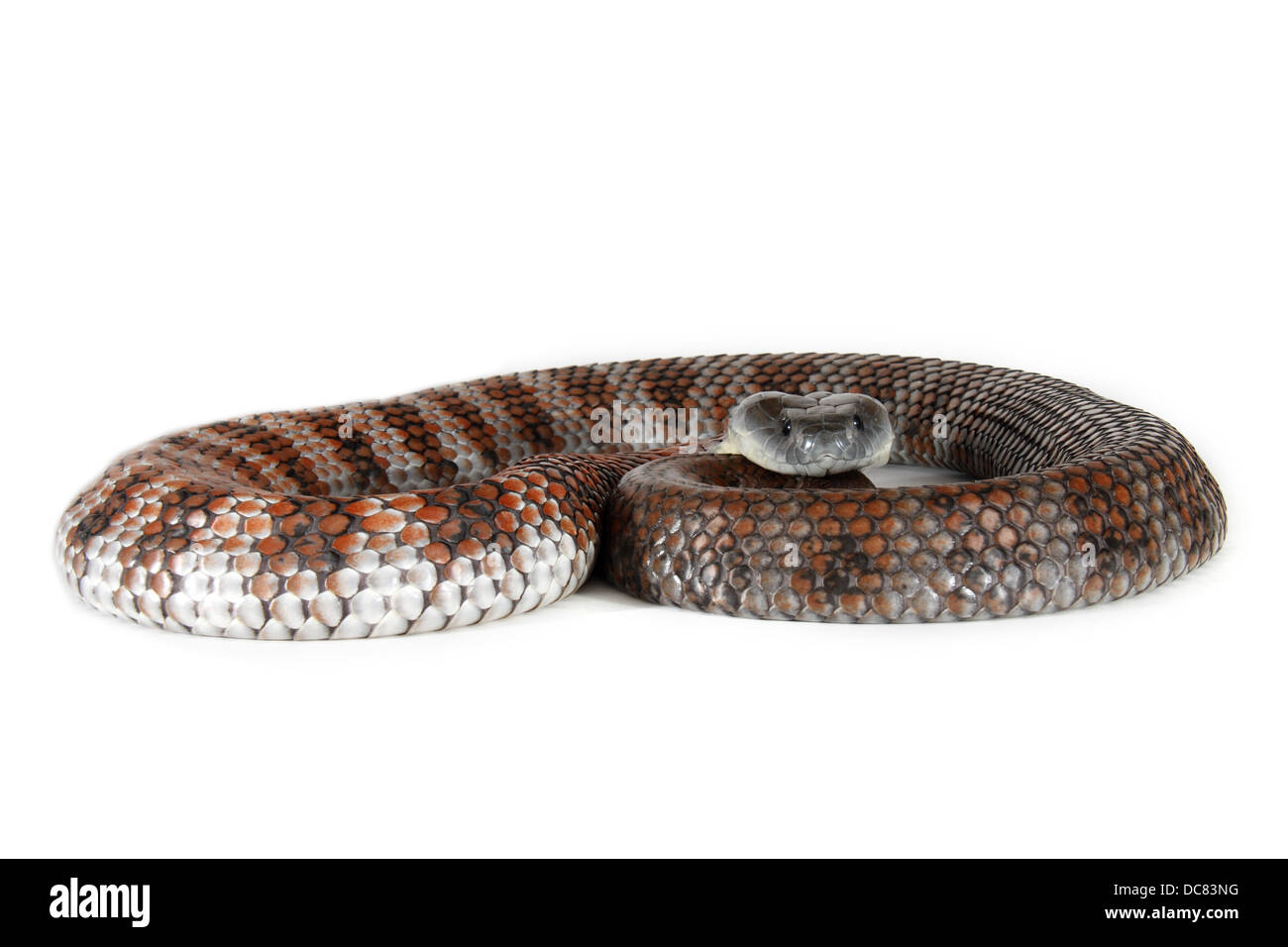 Tiger snake, notechis scutatus photographed on a white background ...