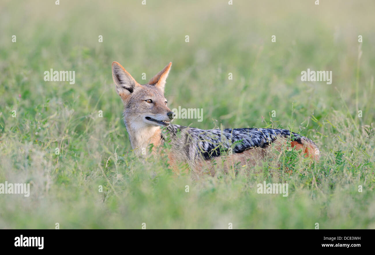 black-backed jackal, portrait Stock Photo - Alamy