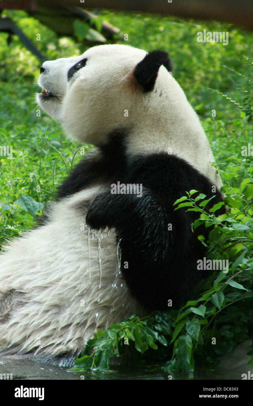 GIANT PANDA PLAYING IN WATER Stock Photo - Alamy