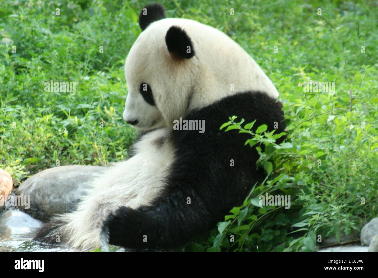 GIANT PANDA PLAYING IN WATER Stock Photo - Alamy