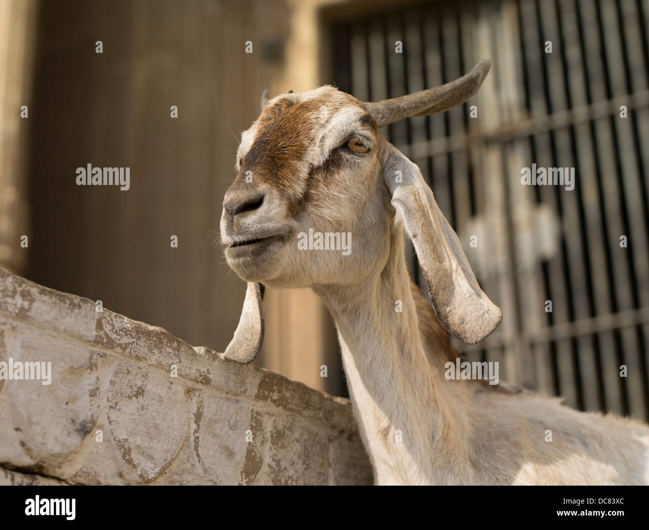 Goat - Life on the banks of the Ganges River - Varanasi, India Stock ...