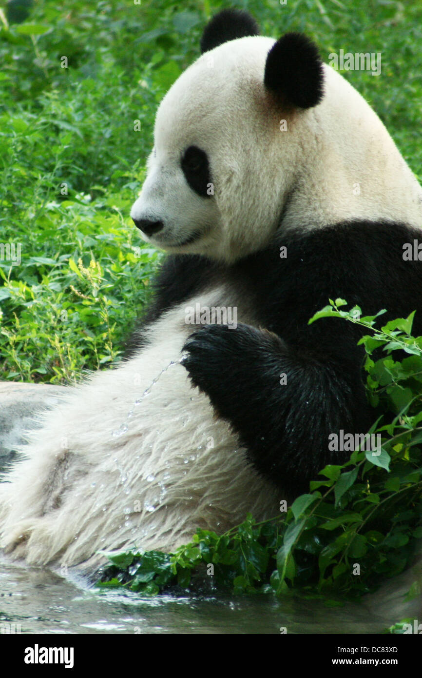 GIANT PANDA PLAYING IN A SMALL POOL OF WATER Stock Photo - Alamy