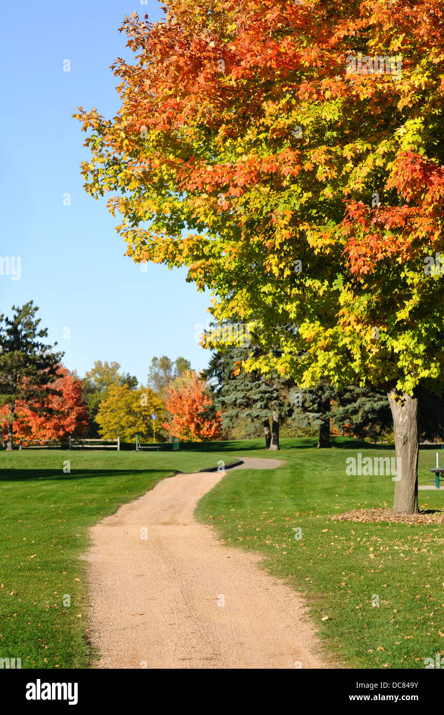 Maple tree in autumn in a park Stock Photo - Alamy