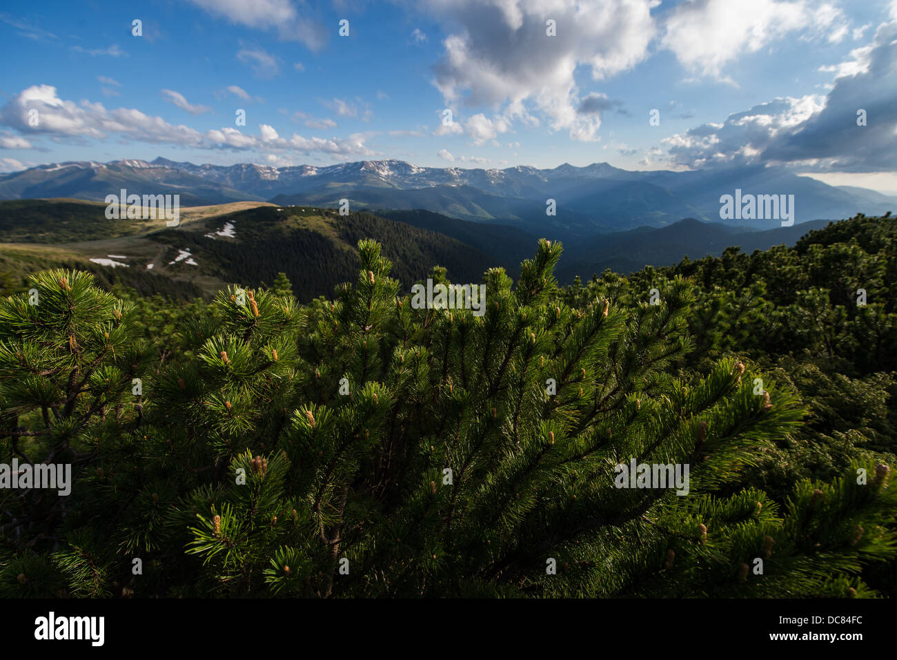 Maramures Mountain Nature Park Reserve and mountains pine protected ...