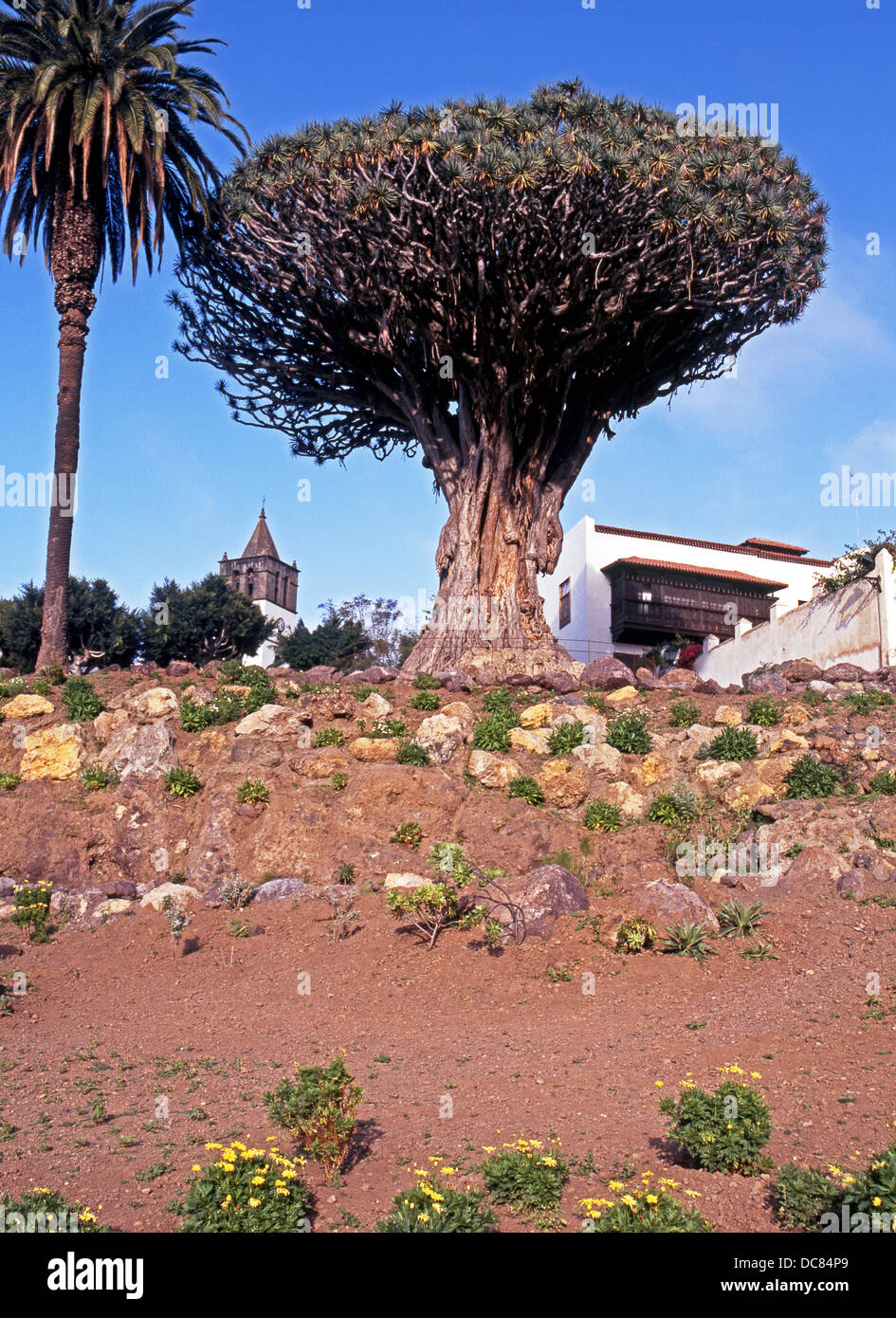 Thousand year old dragon tree hi-res stock photography and images - Alamy