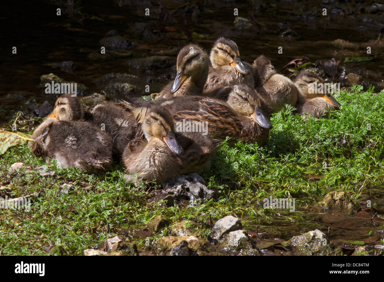 Ducklings hi-res stock photography and images - Alamy