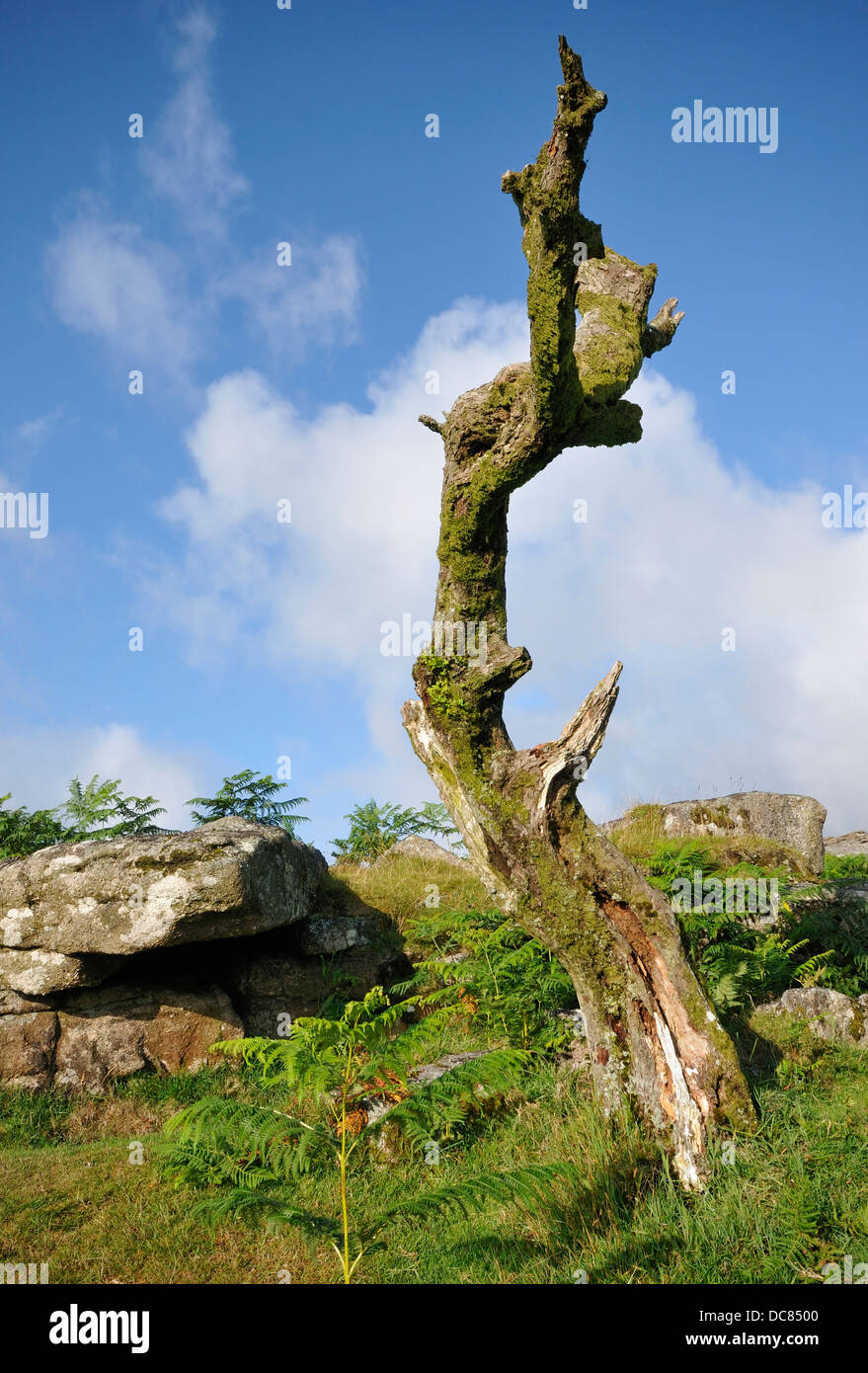 Old hawthorn tree hi-res stock photography and images - Alamy