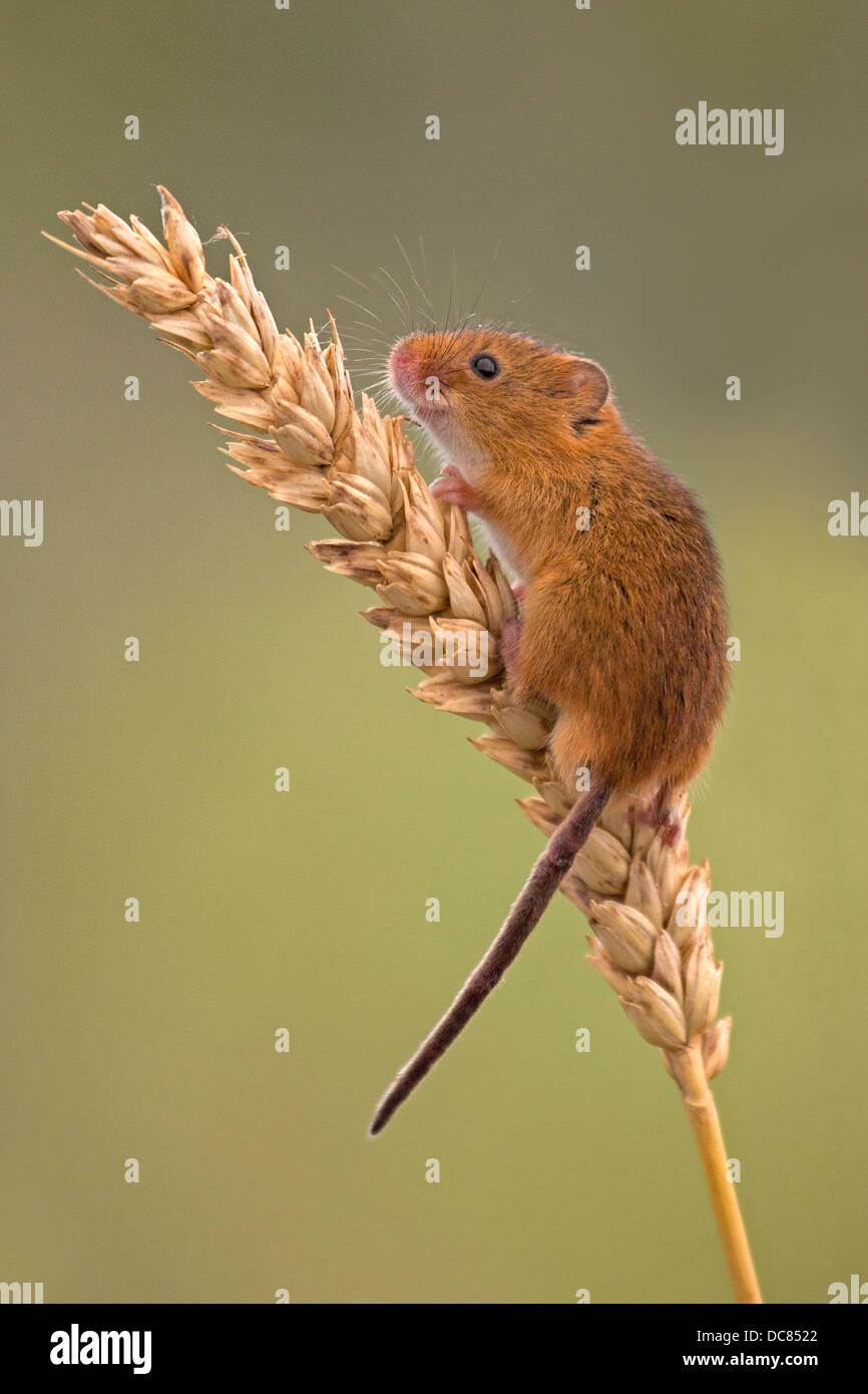 Harvest mouse on ear of wheat Stock Photo - Alamy