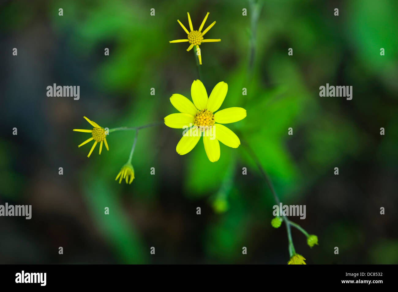 Grahami hi-res stock photography and images - Alamy