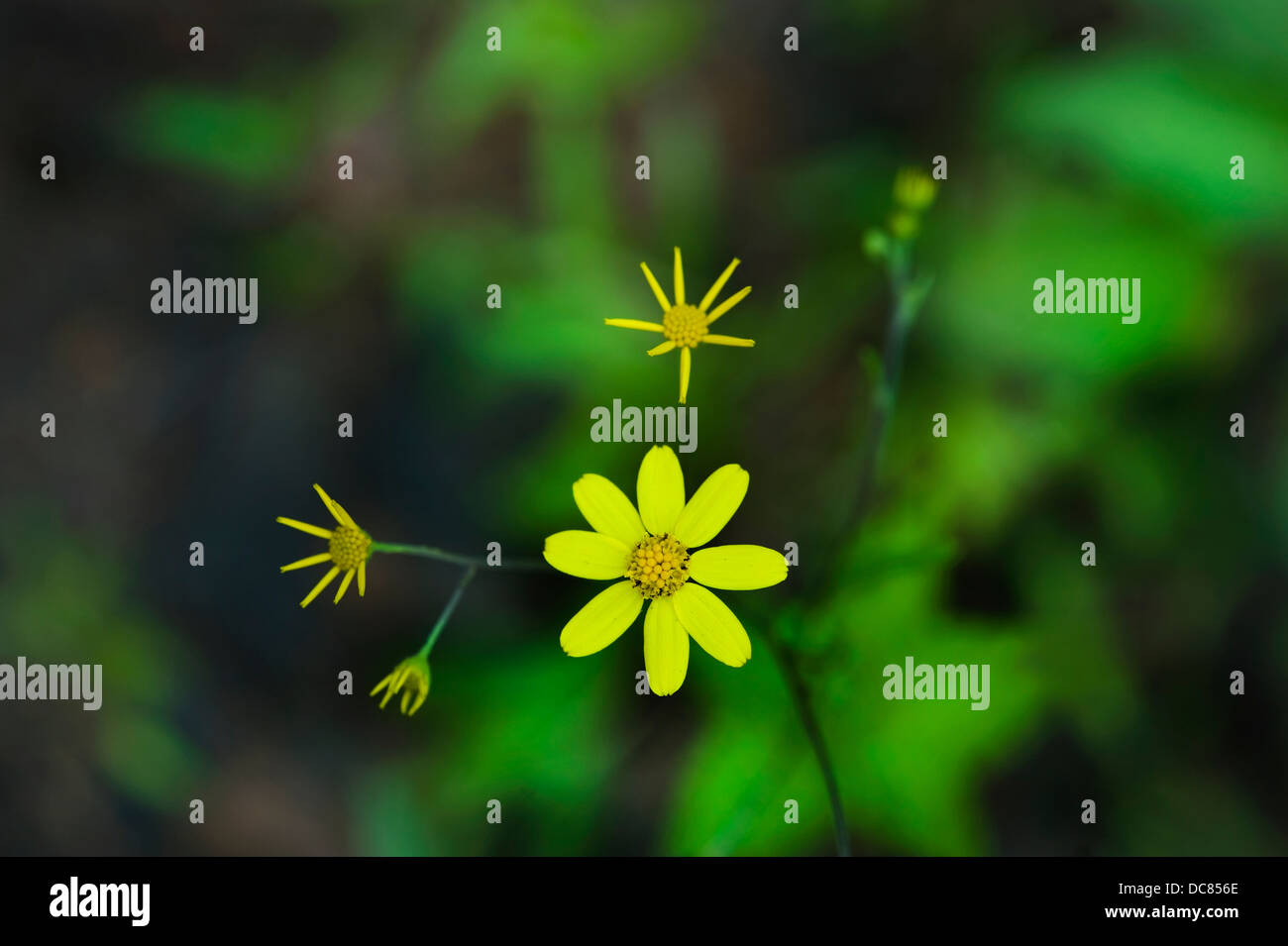 Grahami hi-res stock photography and images - Alamy