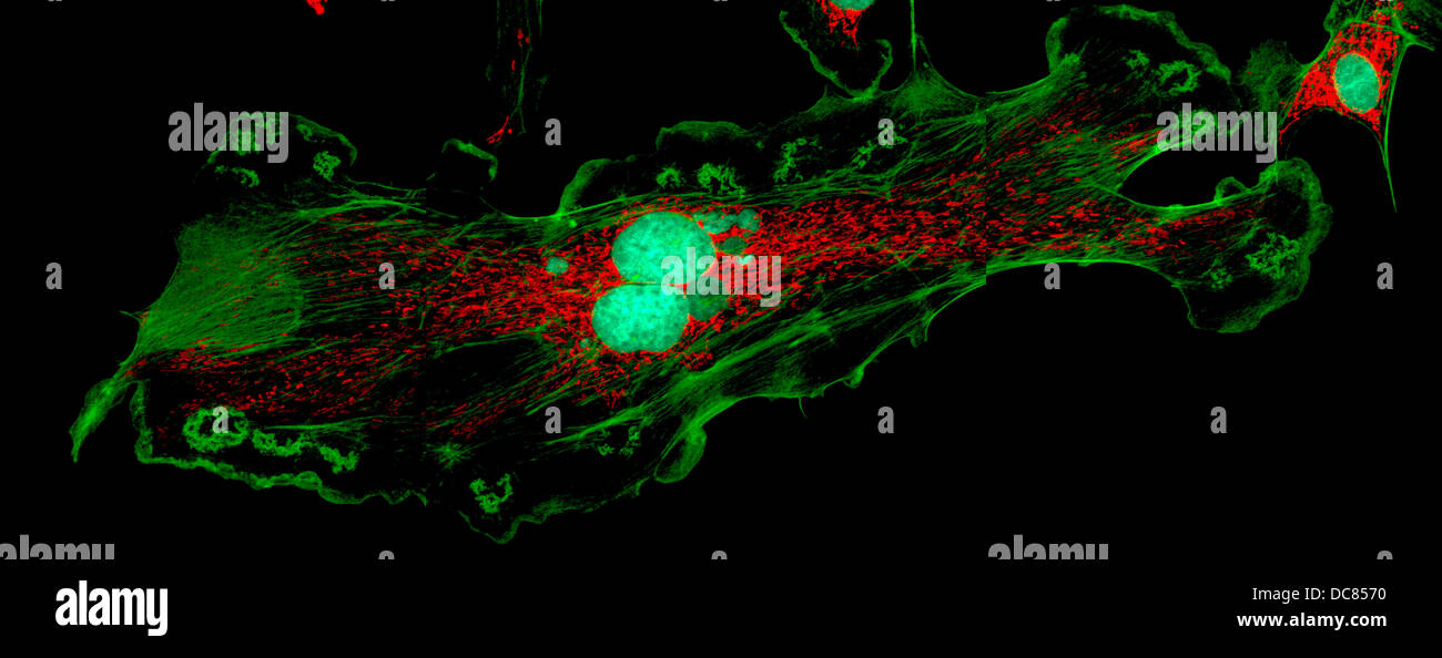 Microfilaments (green), mitochondria (red), and nuclei (blue) in ...