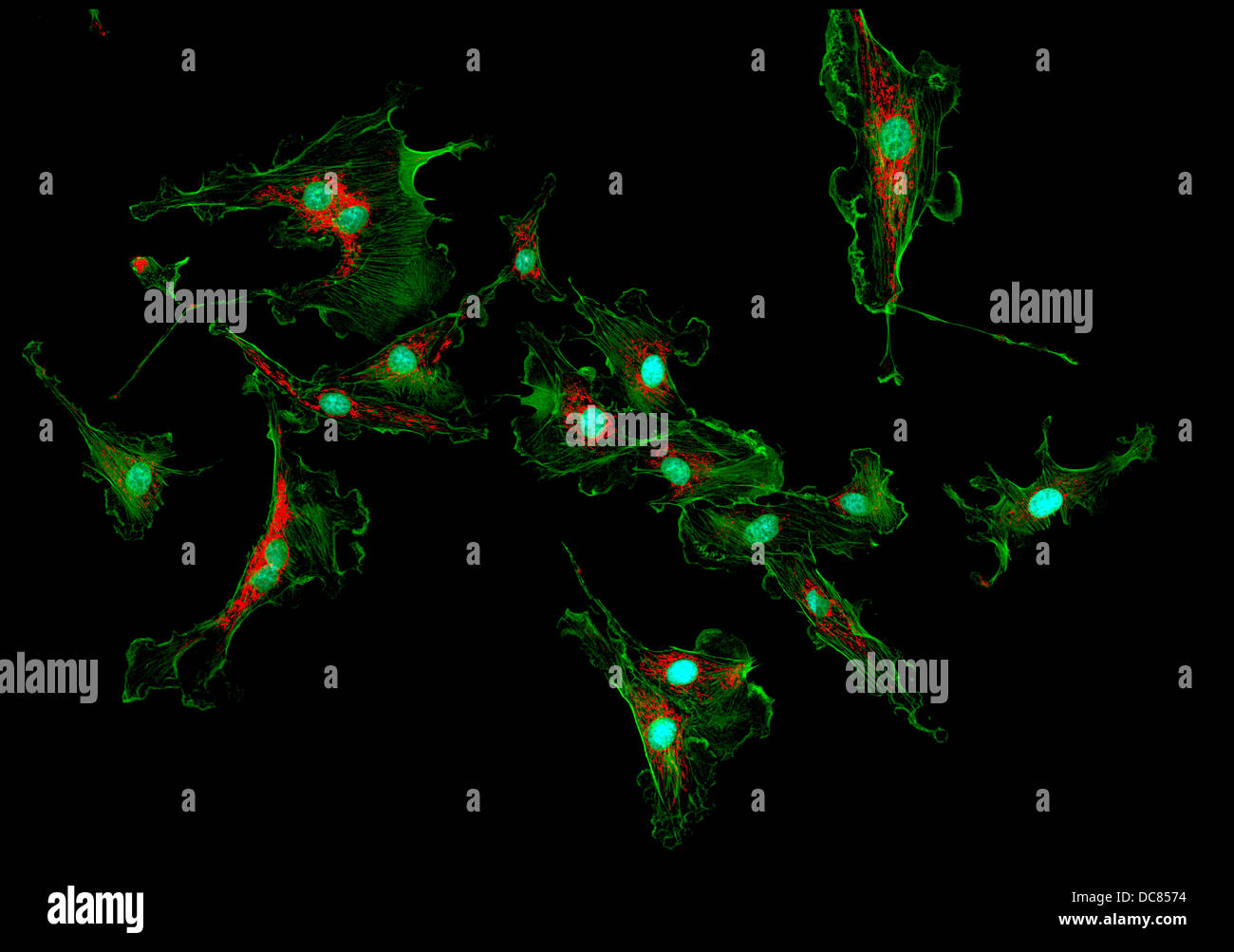 Microfilaments micrograph hi-res stock photography and images - Alamy