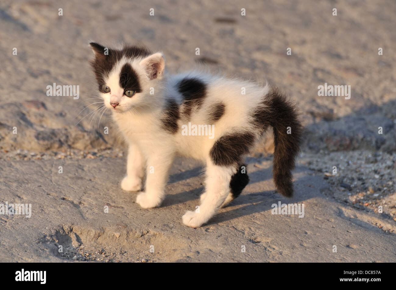 Domestic cat, Ukraine Stock Photo - Alamy