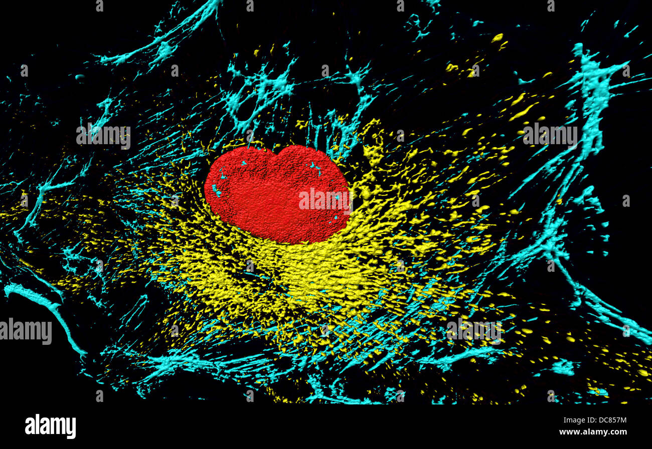 Microfilaments micrograph hi-res stock photography and images - Alamy
